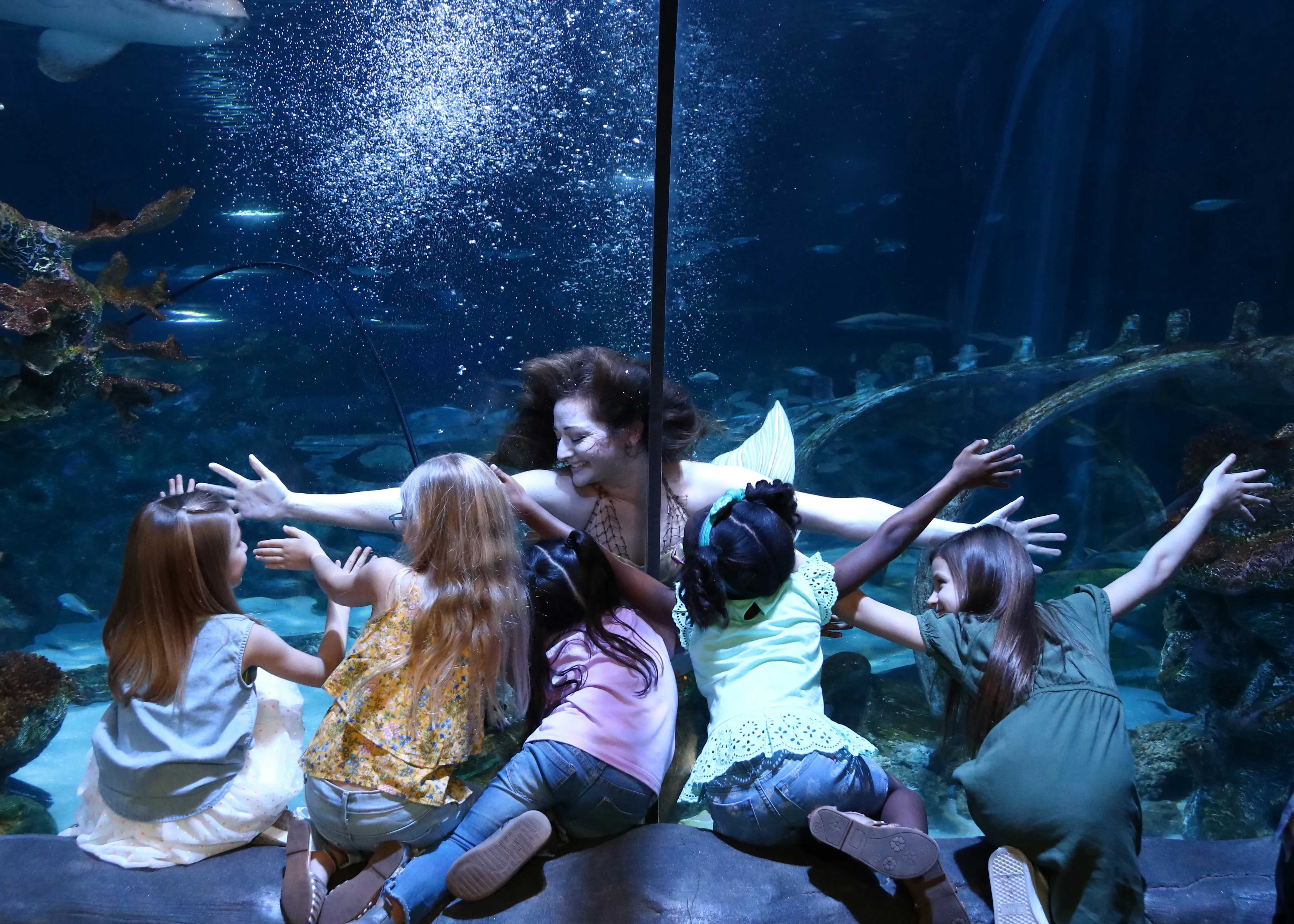 Minnesota's Largest Aquarium | SEA LIFE at Mall of America