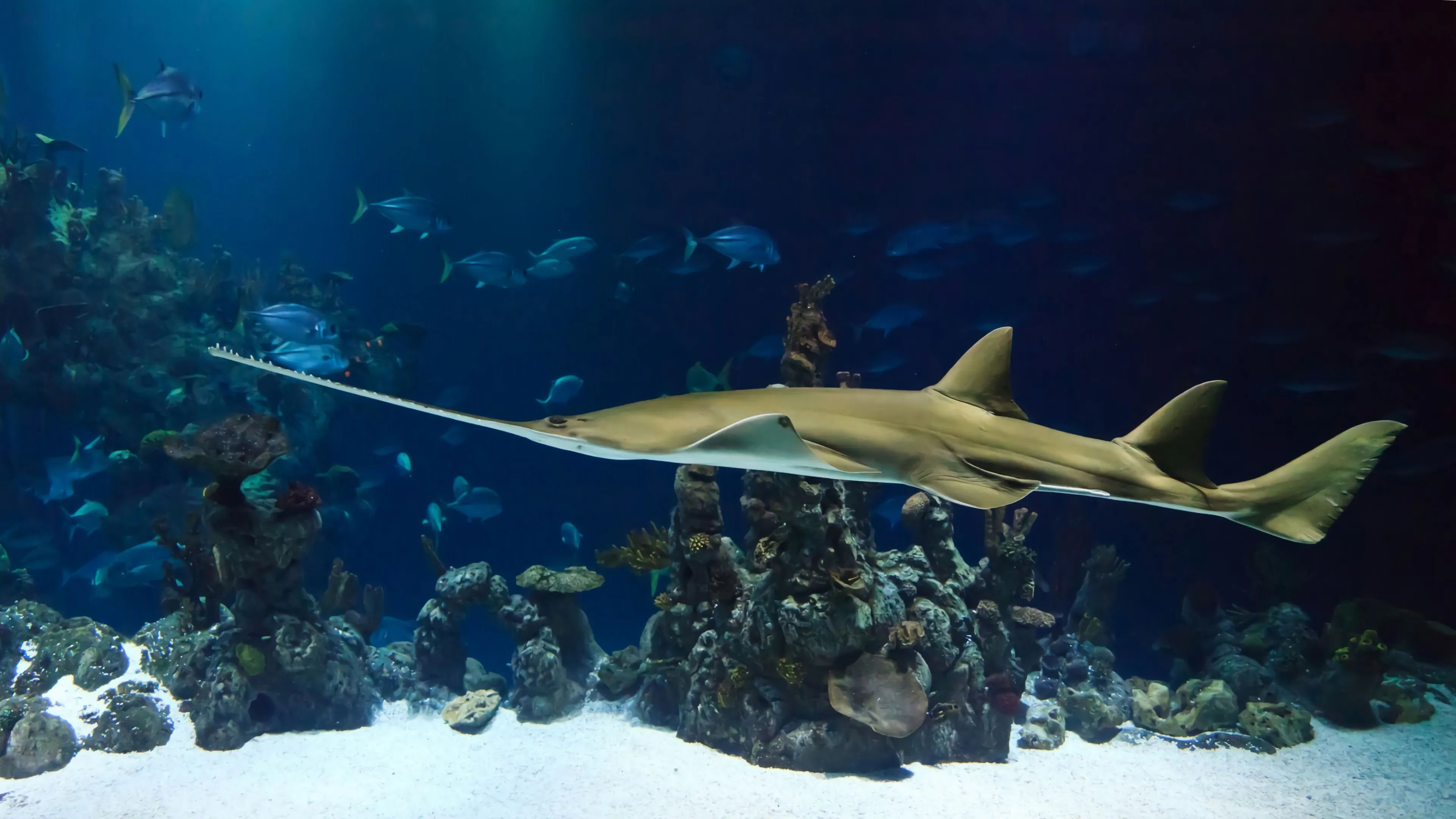 Green Sawfish Aquarium | SEA LIFE at Mall of America