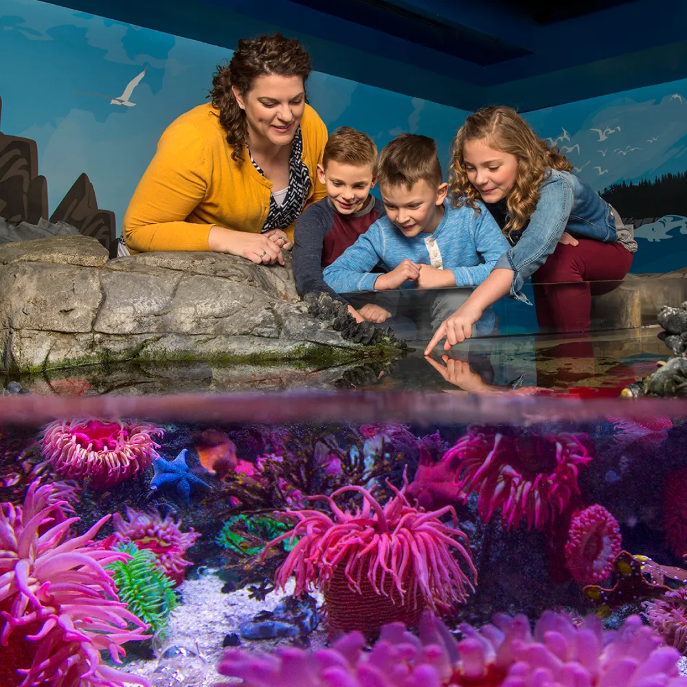 Pacific Northwest Rockpool | SEA LIFE at Mall of America