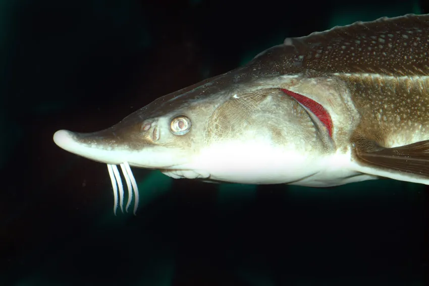 Sterlet | SEA LIFE München