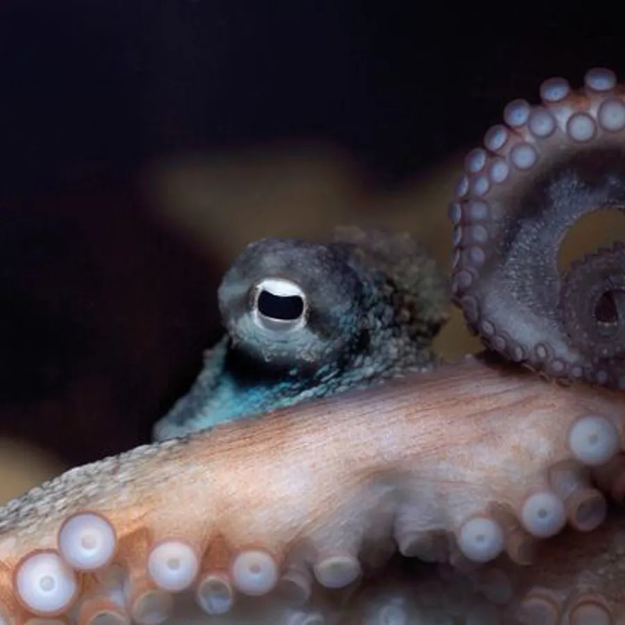 Gemeiner Oktopus | SEA LIFE München