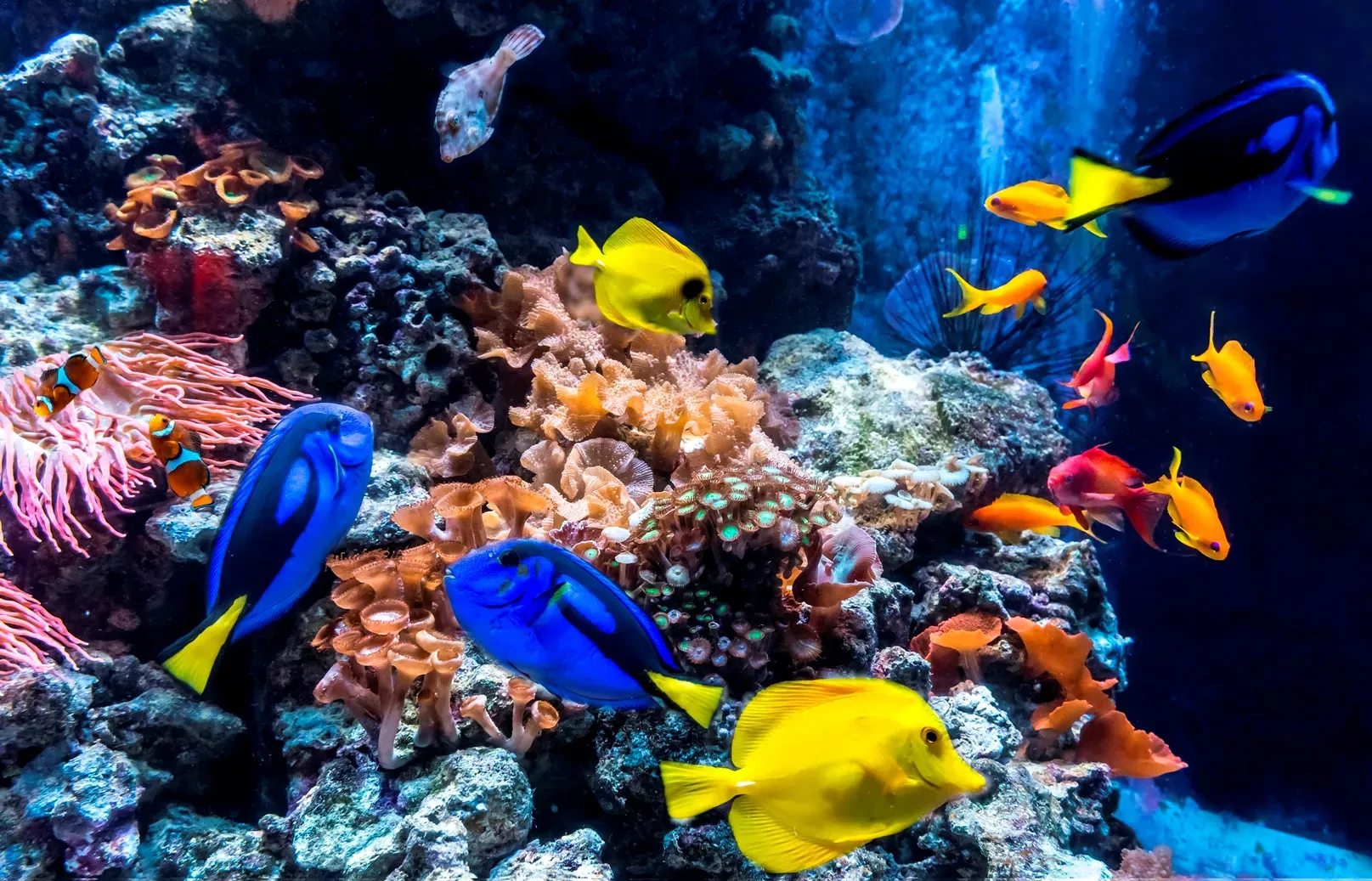 Piraten Schatzsuche SEA LIFE M nchen
