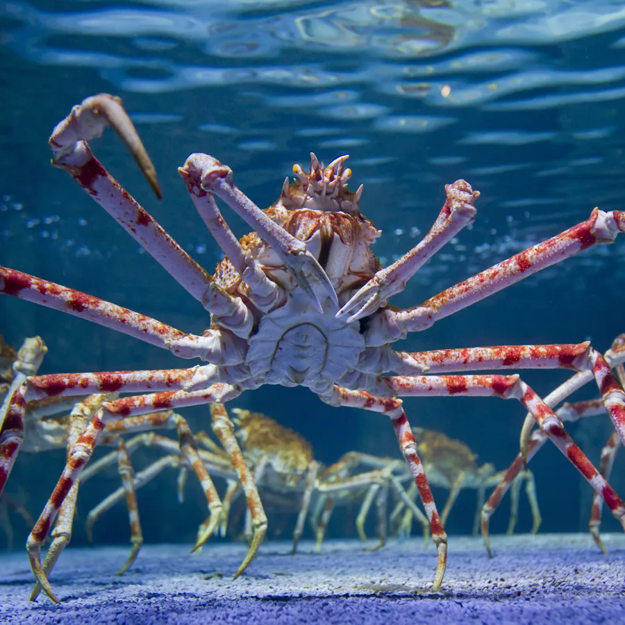 Japanese Spider Crab Facts And Photos