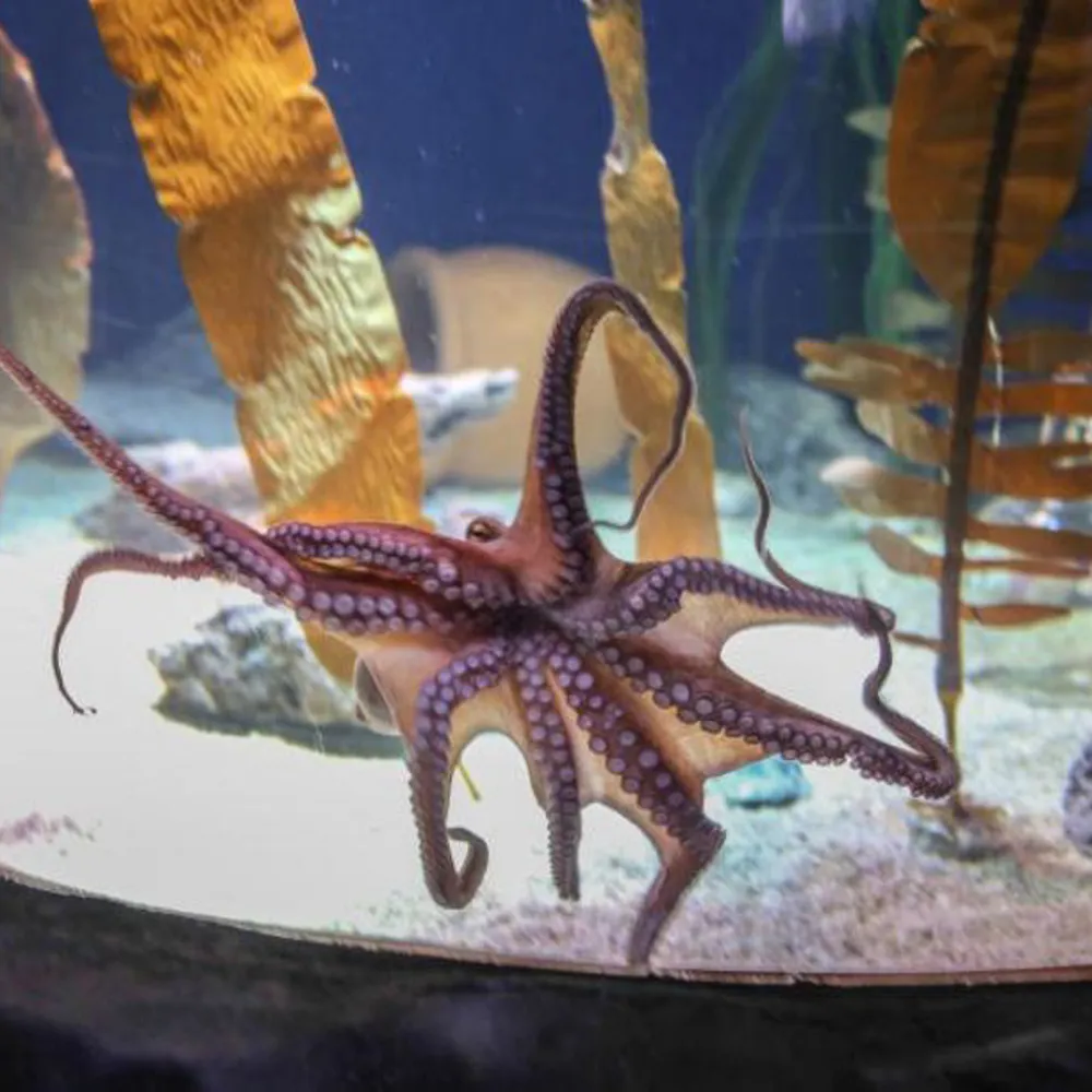 Gemeiner Oktopus | SEA LIFE München