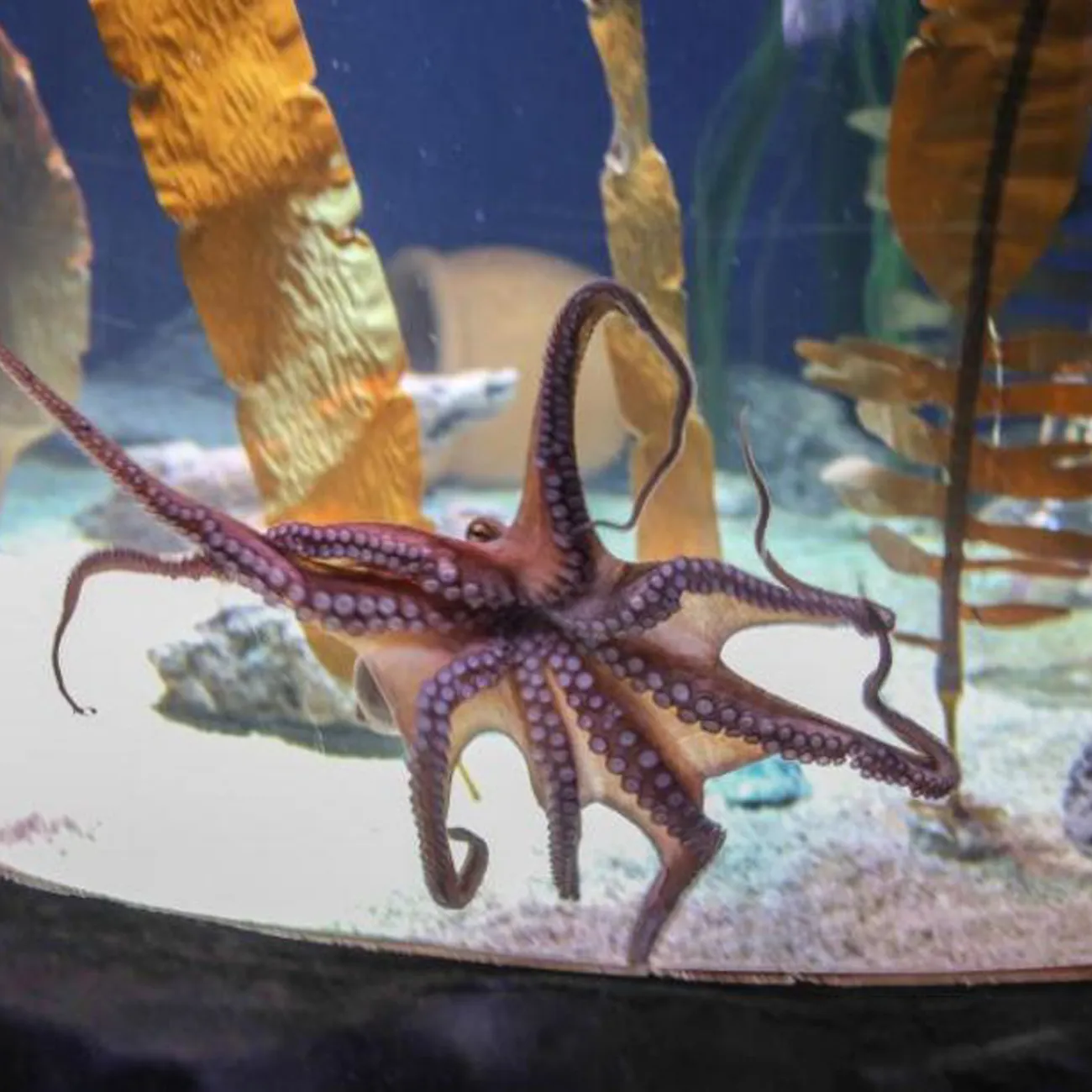 Gemeiner Oktopus | SEA LIFE München