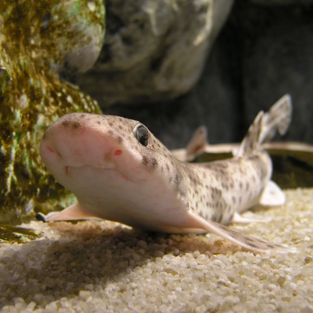 Hai-Themenwochen | SEA LIFE München