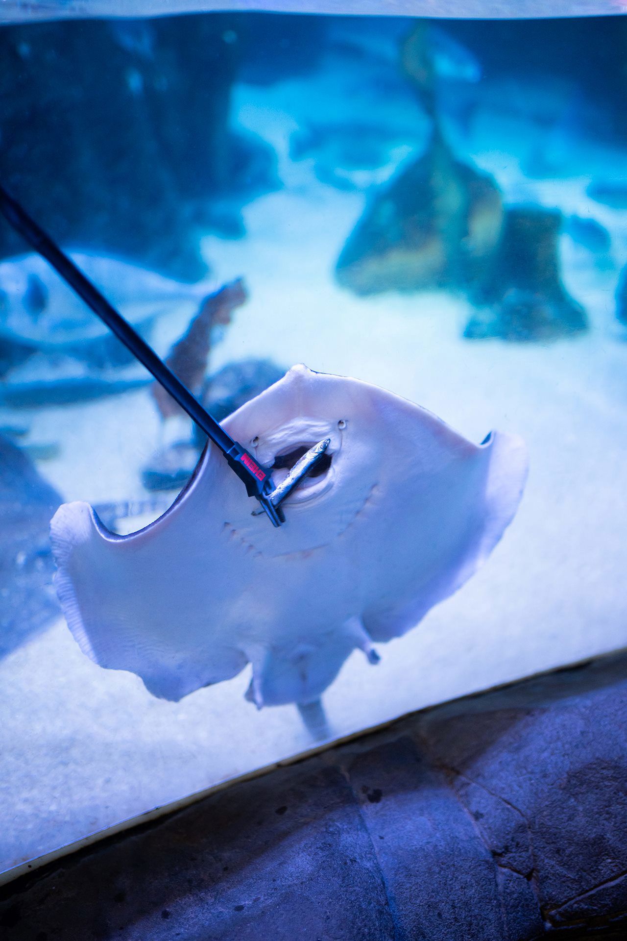 Feeding at the North Sea Ground | SEA LIFE Oberhausen