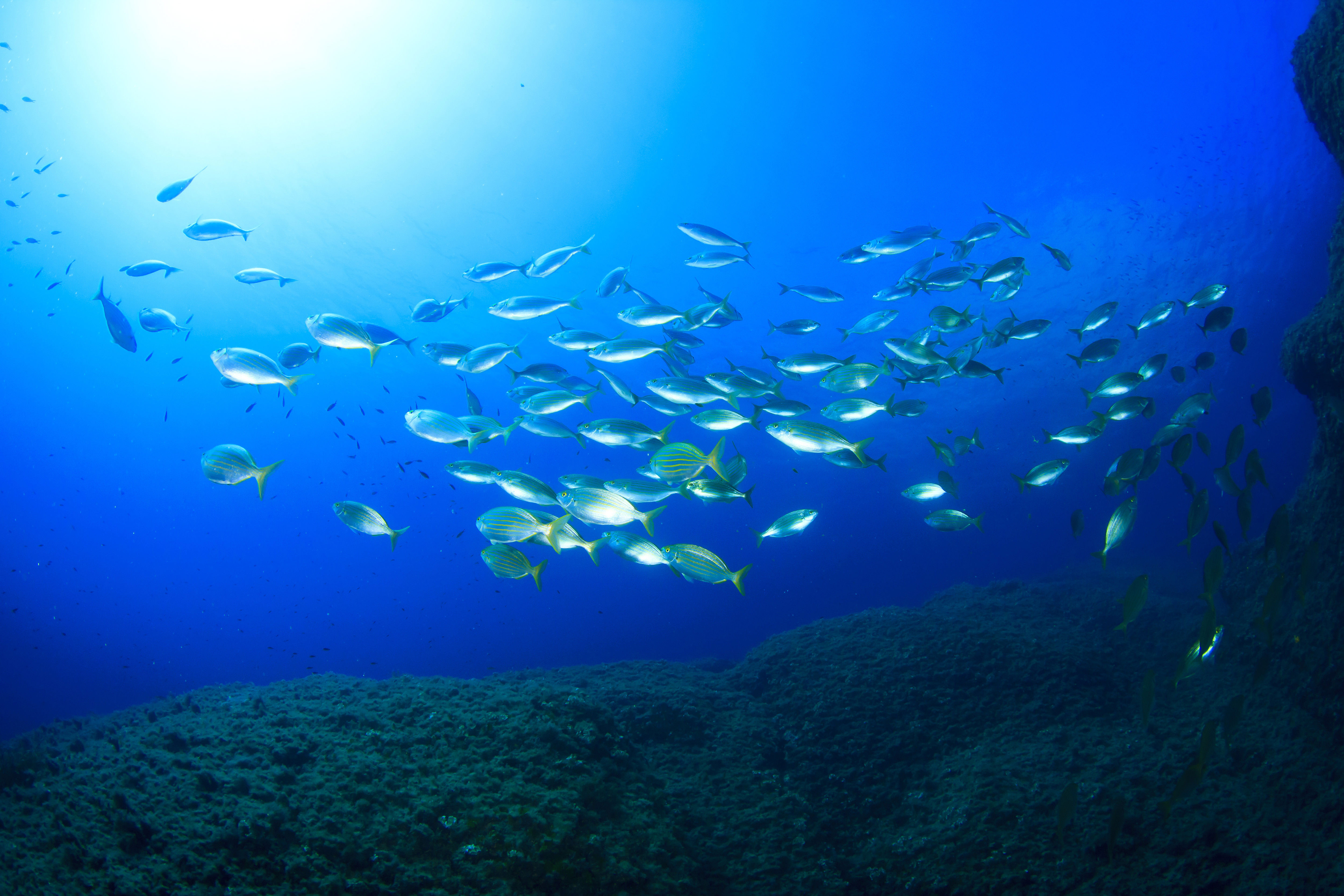 SEA LIFE Conservation | SEA LIFE Oberhausen