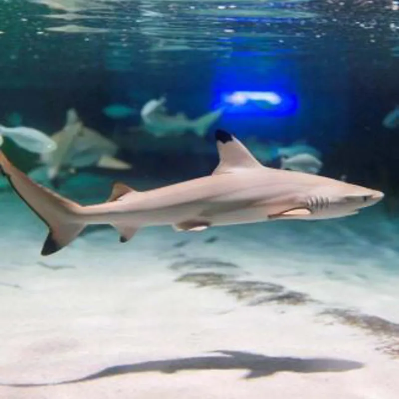 SEA LIFE Oberhausen | Germany's biggest shark nursery