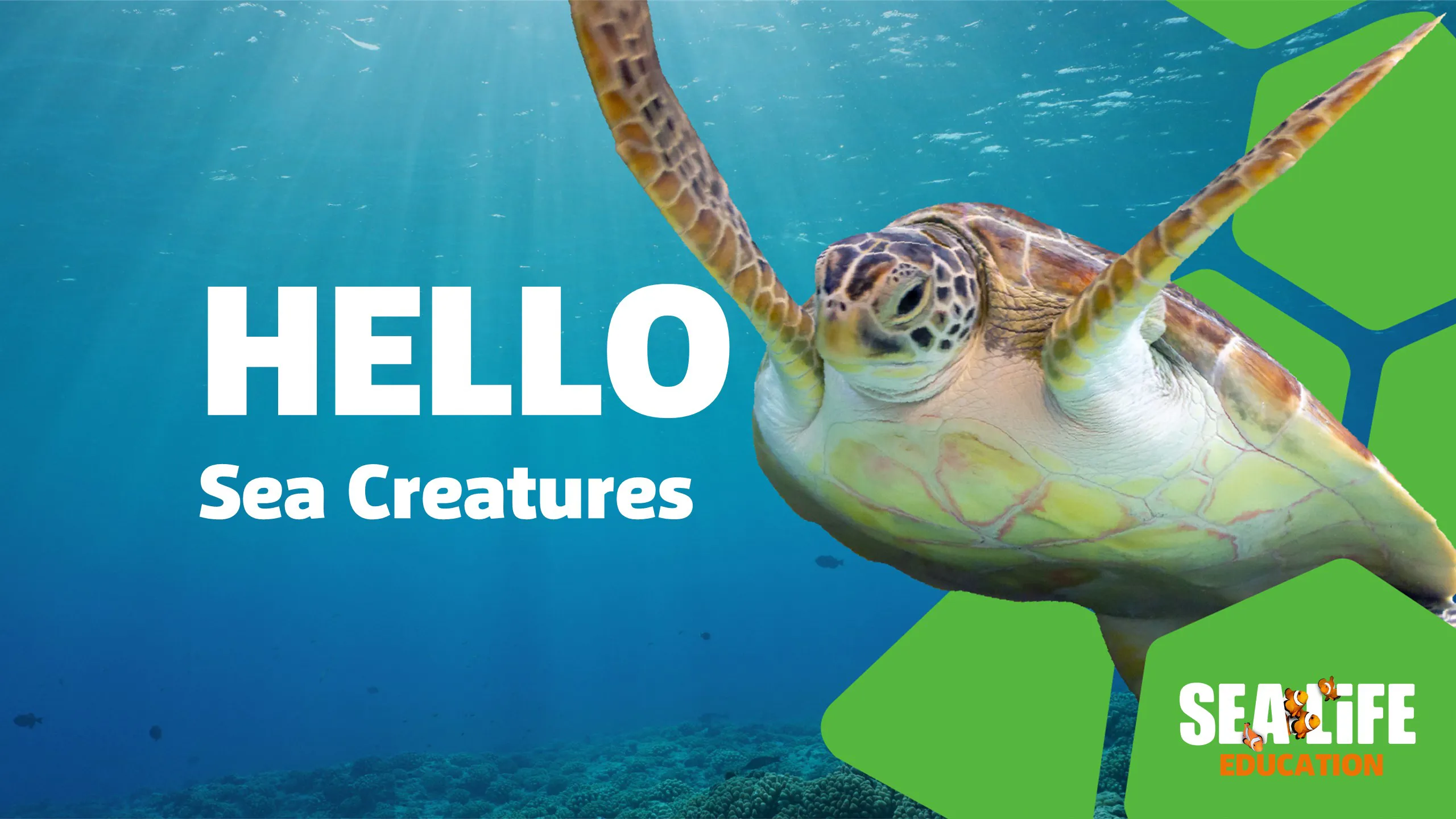 Teacher Resources | SEA LIFE Orlando Aquarium