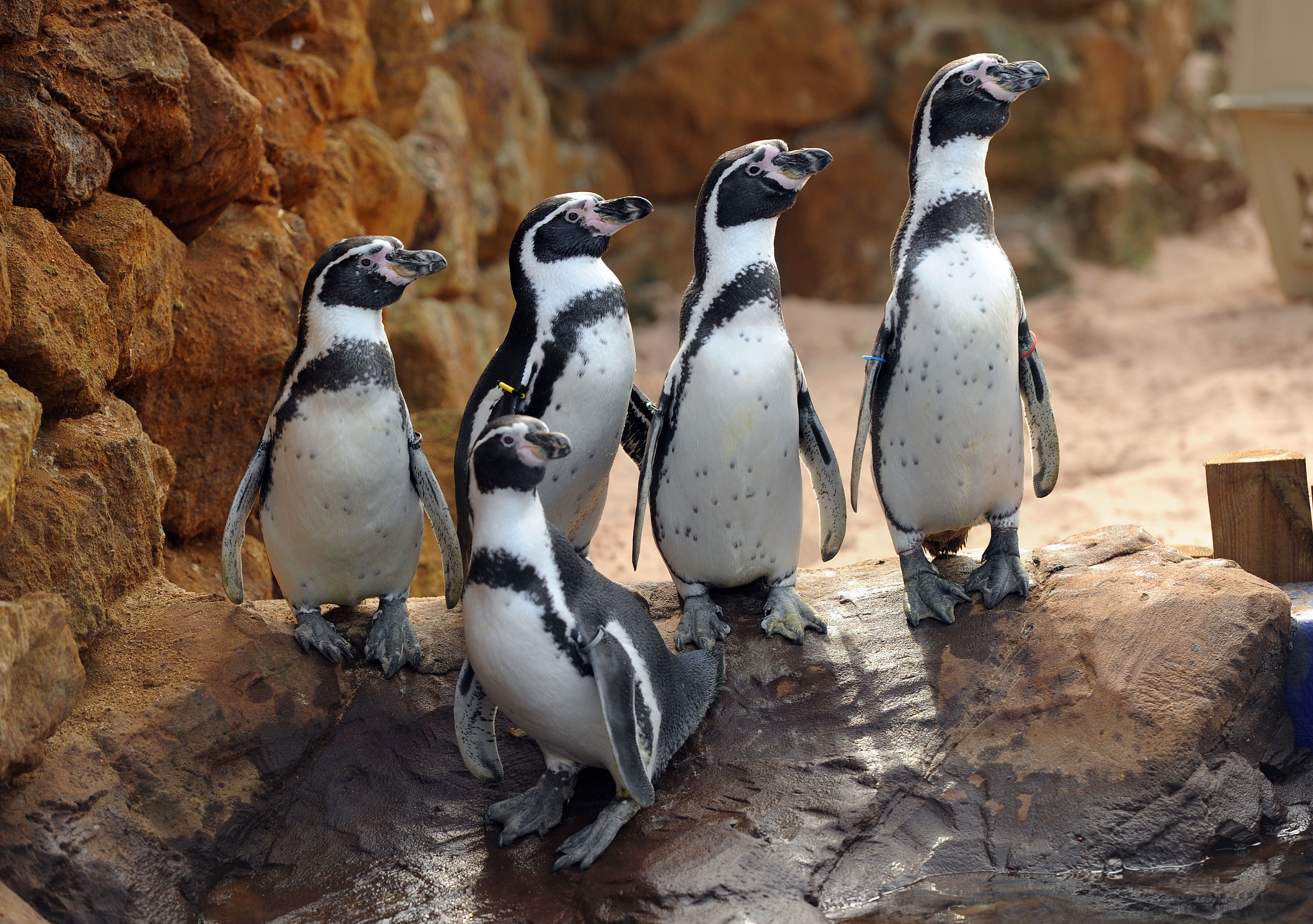 Talks & Feedings | SEA LIFE Porto
