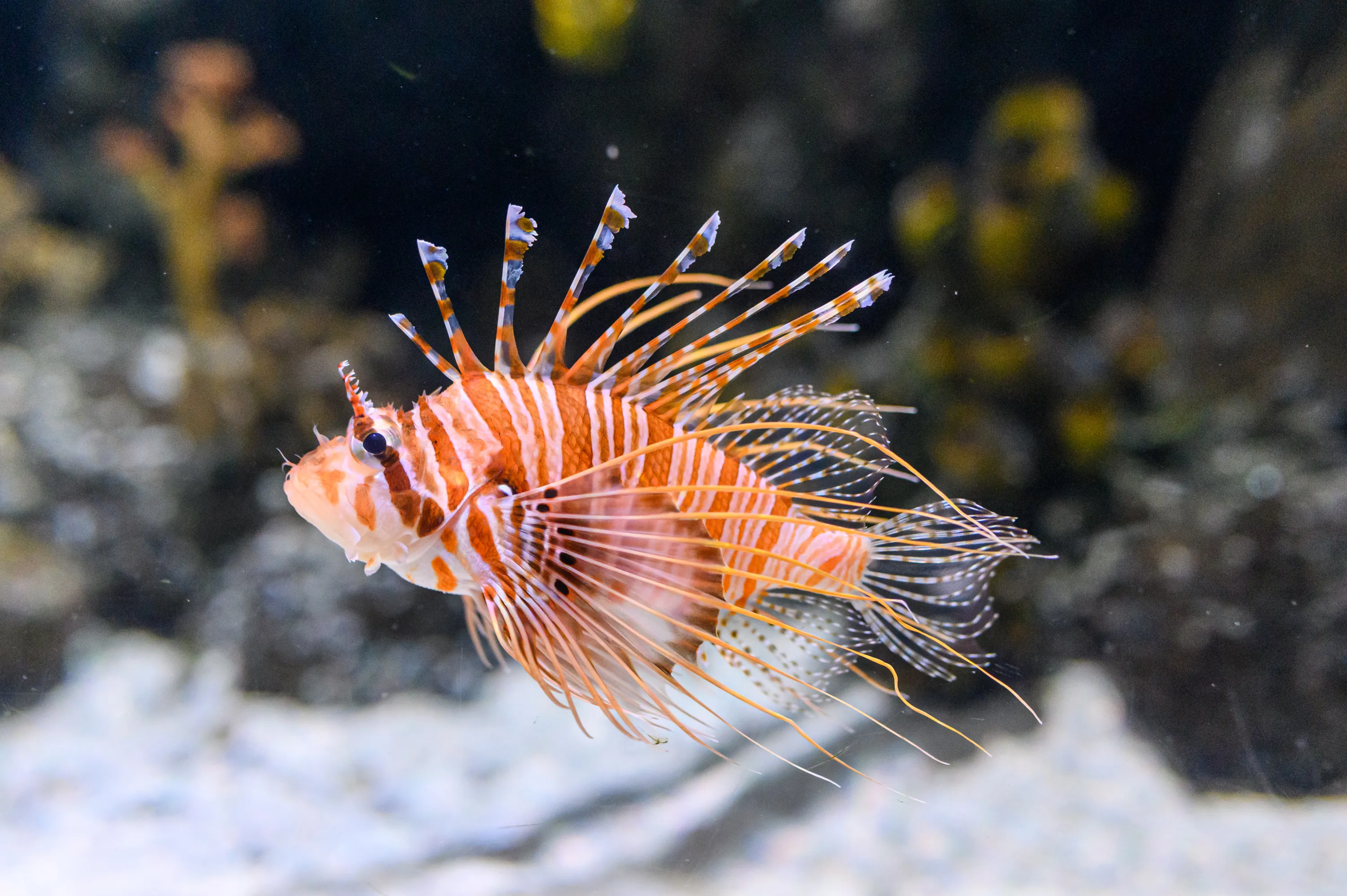 SEA LIFE Porto | Encontrar