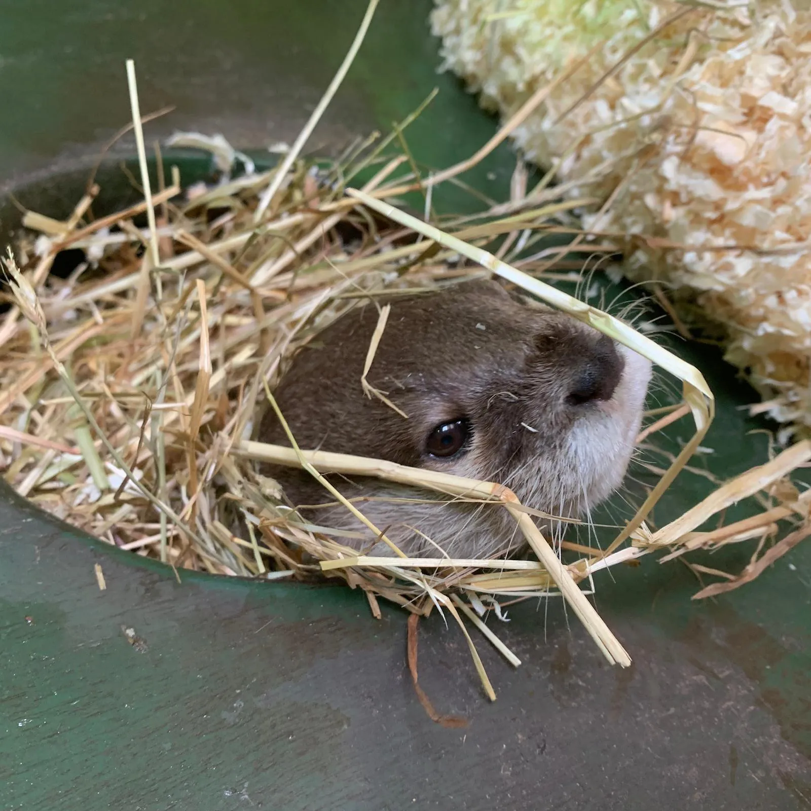 Rockpool Creatures | SEA LIFE Scarborough Aquarium