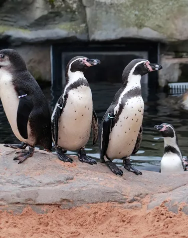 Penguins | SEA Life Scarborough Aquarium