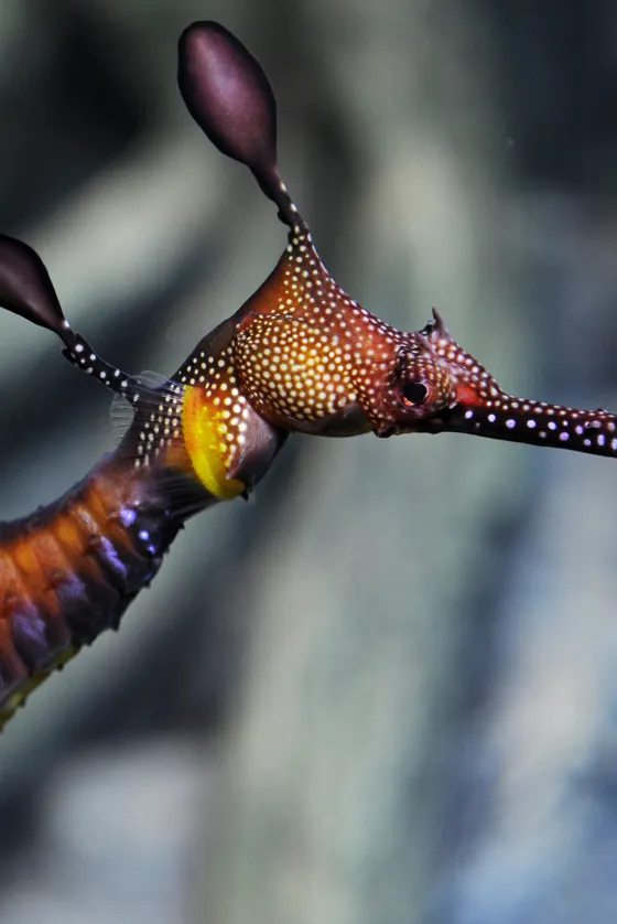 Rockpool Creatures | SEA LIFE Scarborough Aquarium