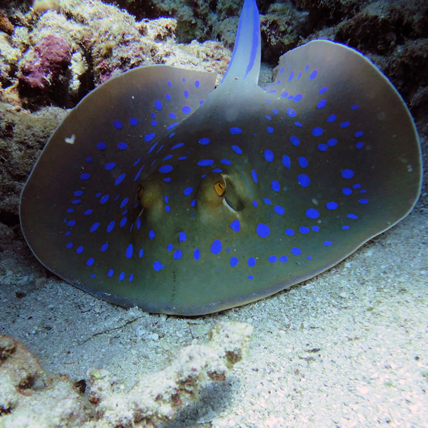 Meet Stingrays | SEA LIFE Scarborough Aquarium