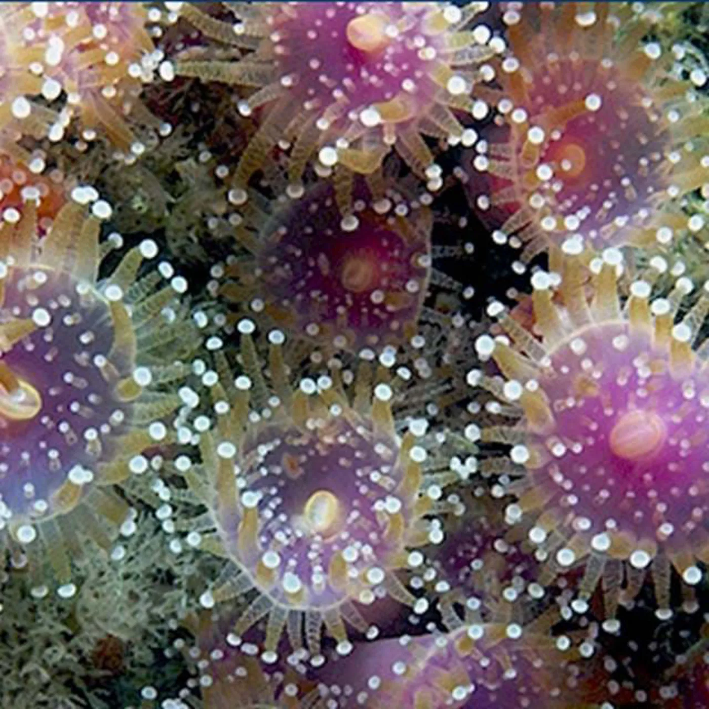 Rockpool Creatures | SEA LIFE Scarborough Aquarium