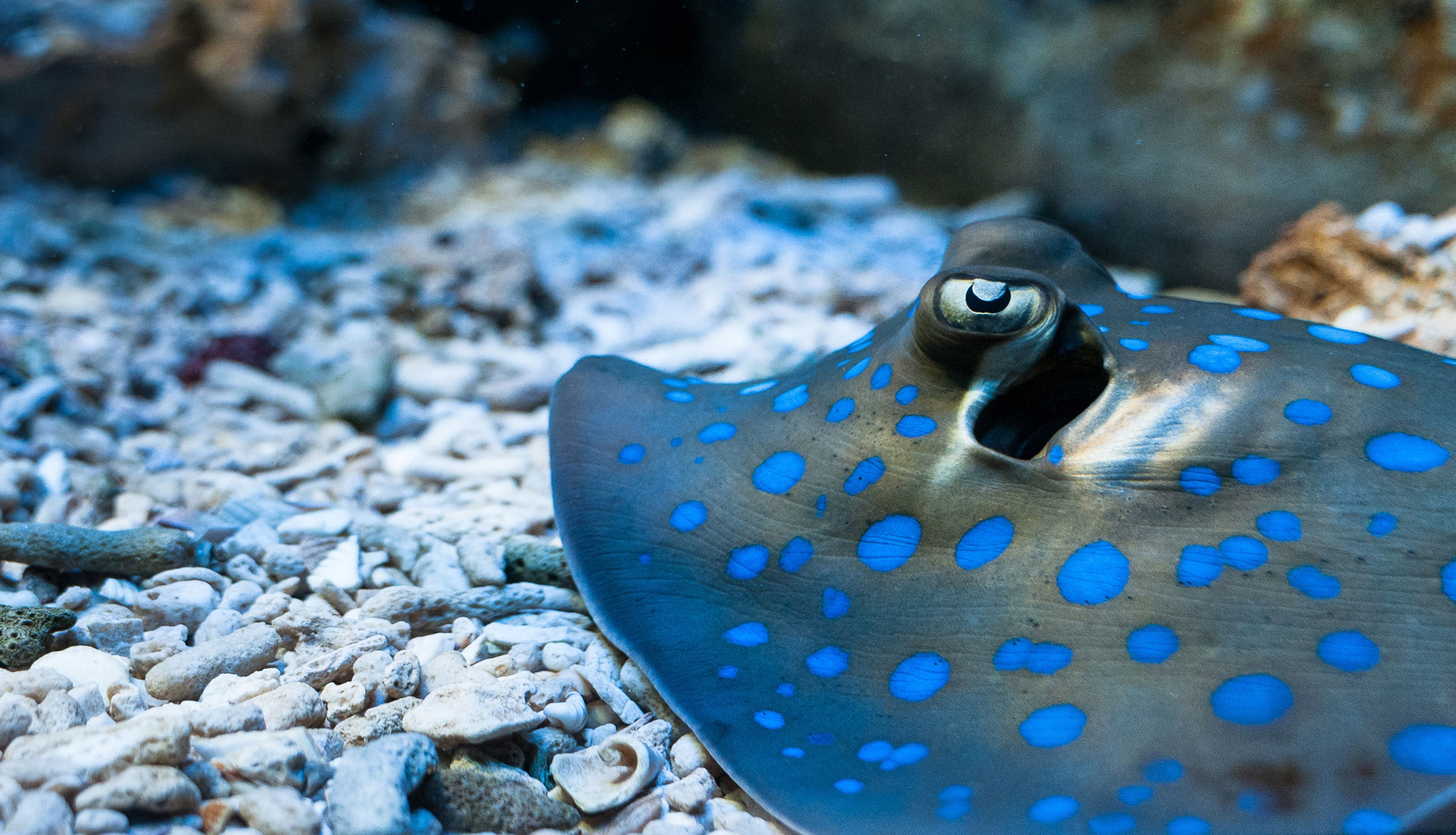 SEA LIFE Scheveningen - Official Website