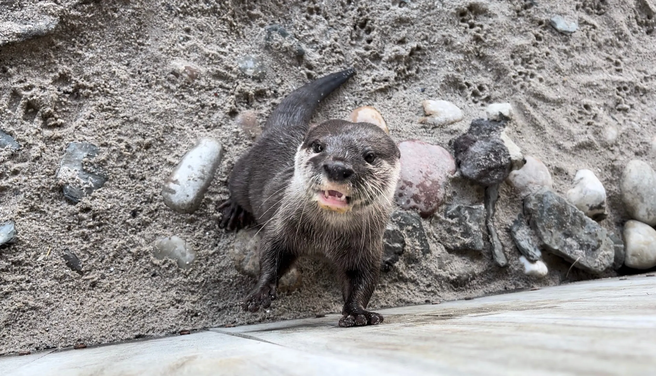 SEA LIFE Scheveningen | Officiële website
