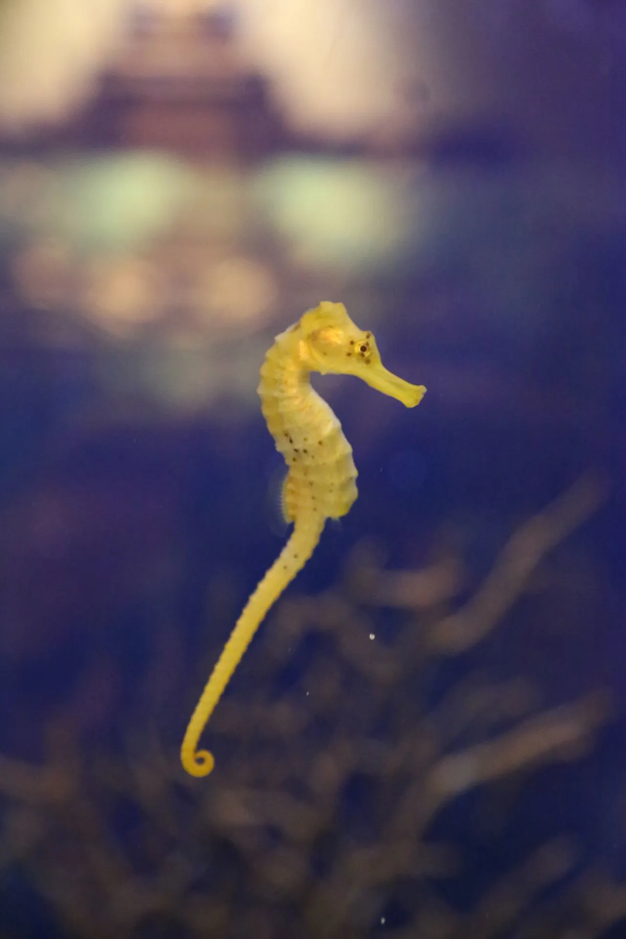 SEA LIFE Scheveningen - Official Website