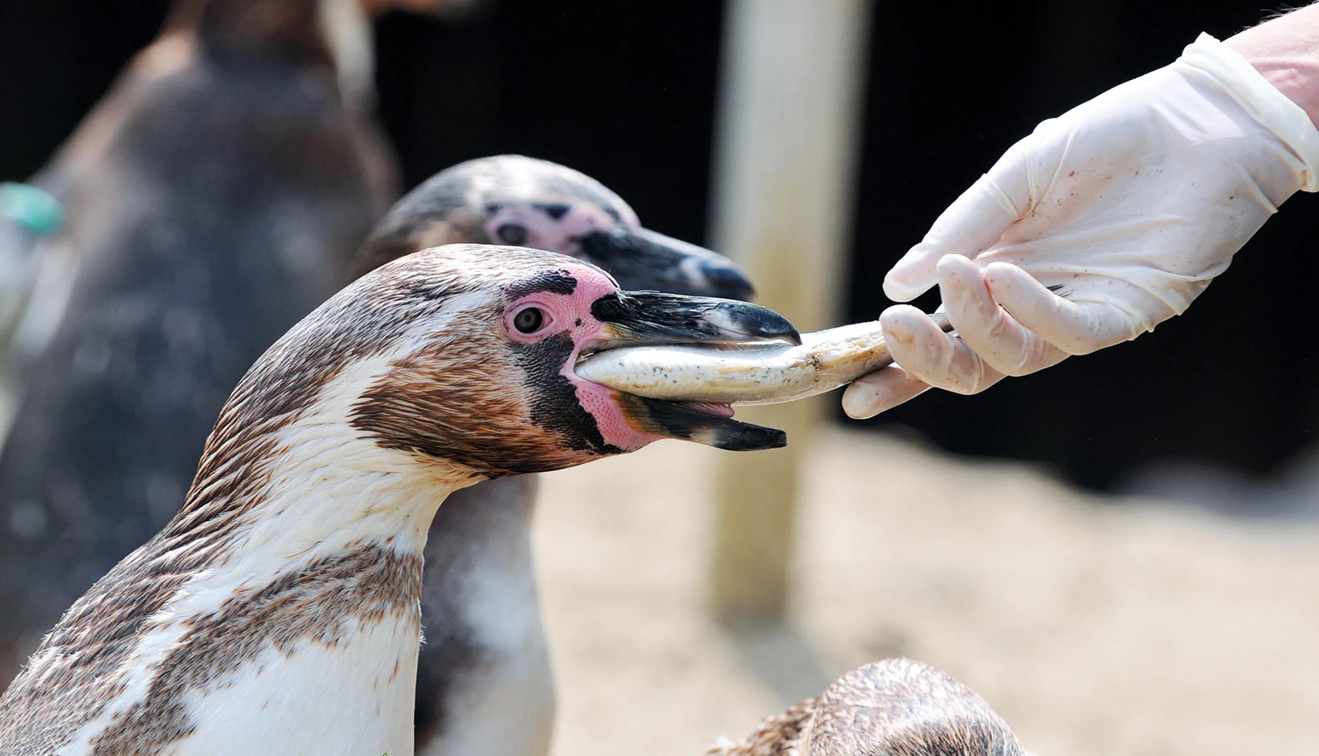 SEA LIFE Scheveningen - Official Website