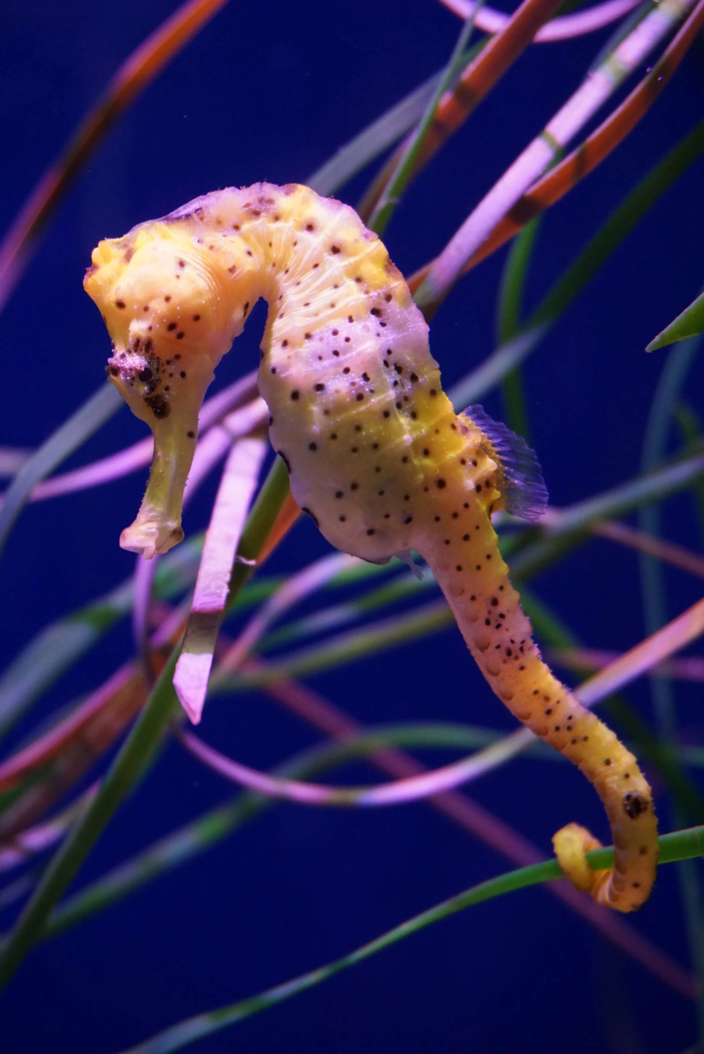 SEA LIFE Scheveningen | Officiële website