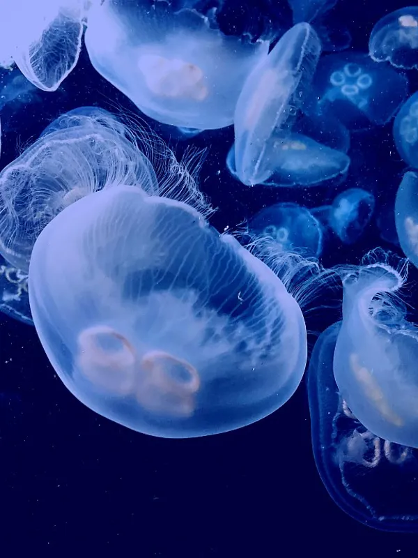 SEA LIFE Scheveningen | Officiële website