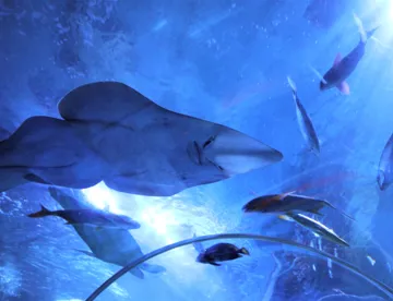 SEA LIFE Scheveningen - Official Website