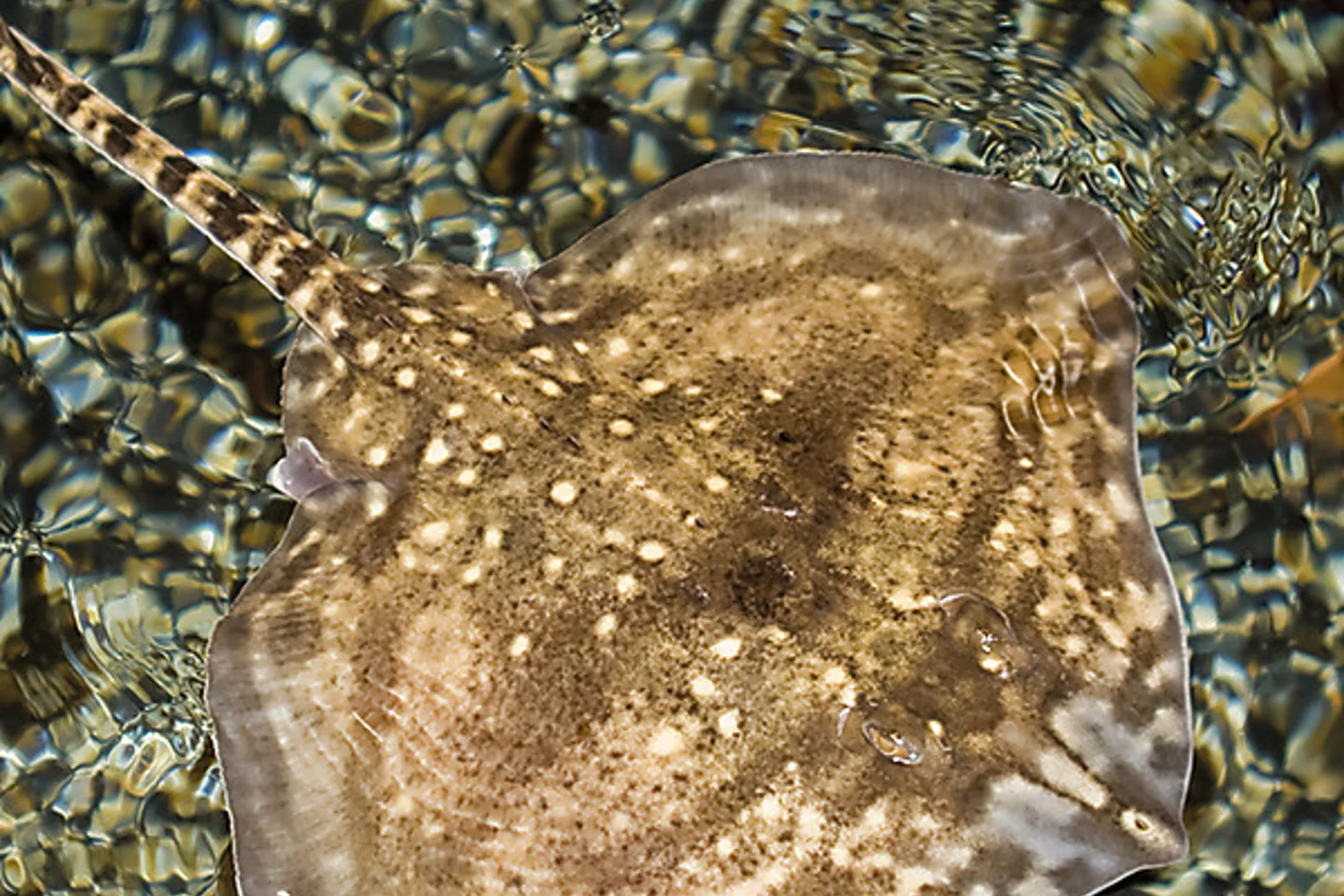 Skate | SEA LIFE Speyer