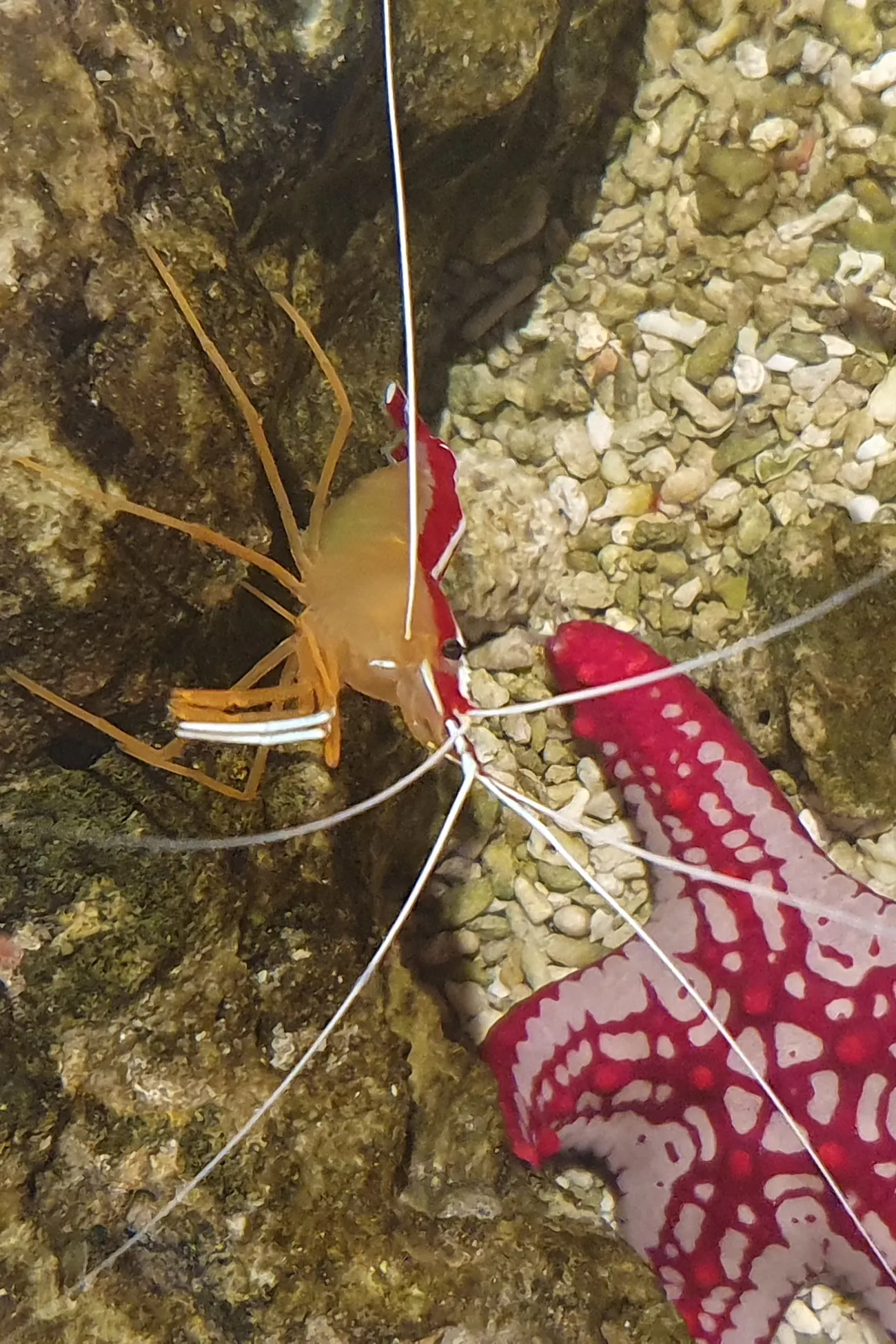 Lysmata amboinensis | SEA LIFE Speyer