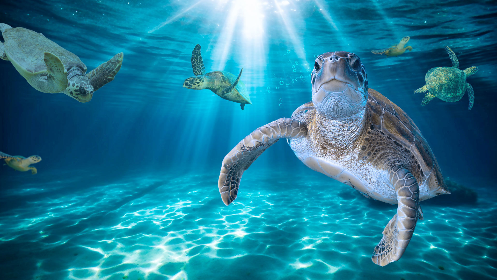 SEA LIFE Sunshine Coast Aquarium - Official Website