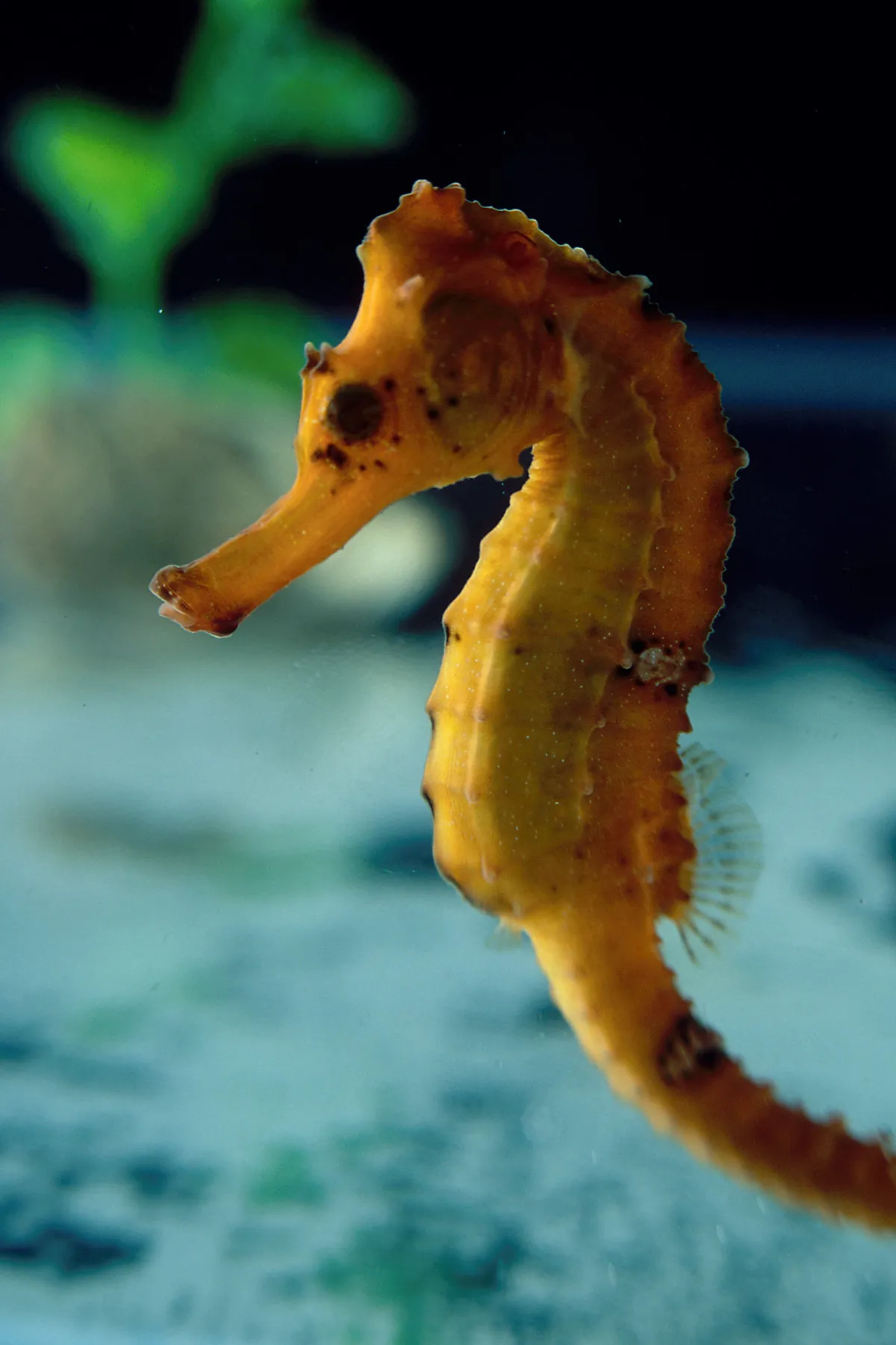 Orange Seahorses