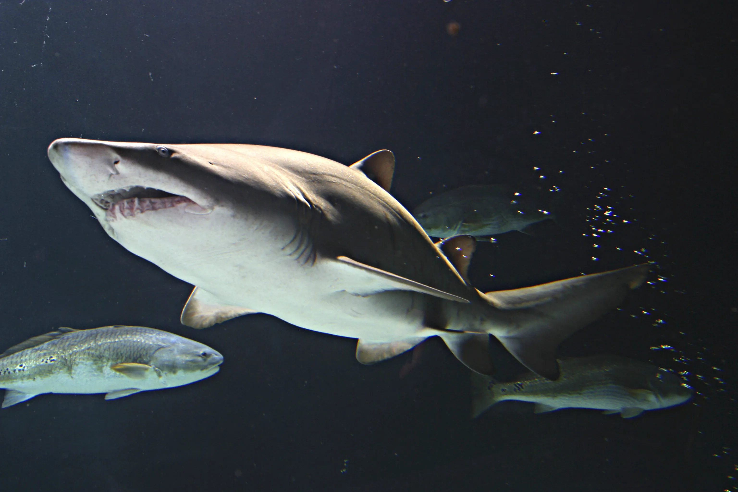 Summer of Sharks at SEA LIFE Sunshine Coast