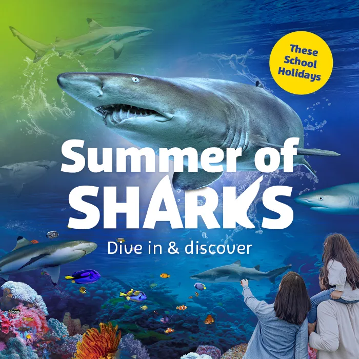 A Unique Underwater World - SEA LIFE Sunshine Coast