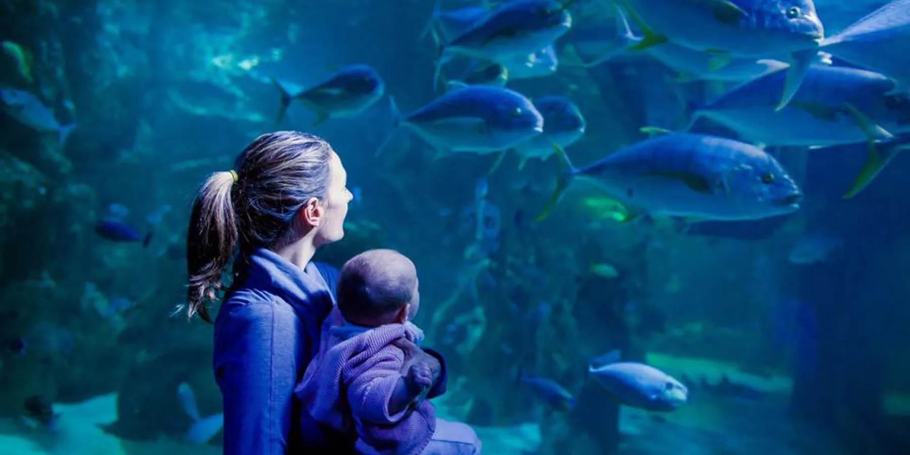 What's On | Fun with Family | SEA LIFE Sunshine Coast