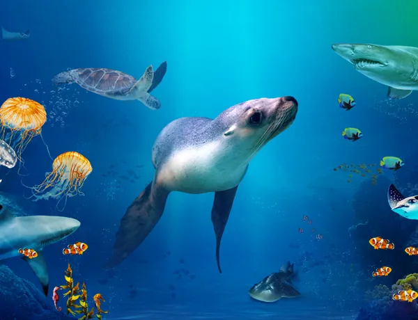 SEA LIFE Aquarium Tickets | SEA LIFE Sunshine Coast