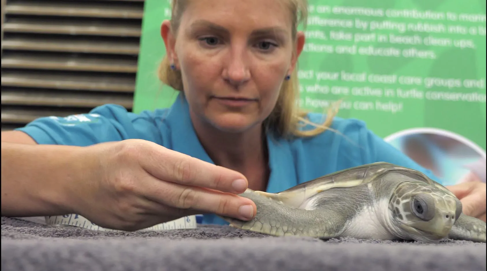 Turtle Conservation Program - SEA LIFE Sunshine Coast