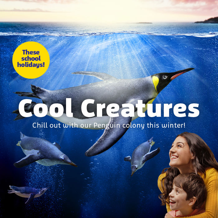 Cool Creatures at SEA LIFE Sunshine Coast