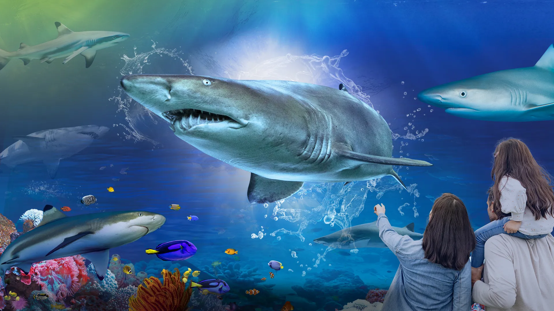 A Unique Underwater World - SEA LIFE Sunshine Coast