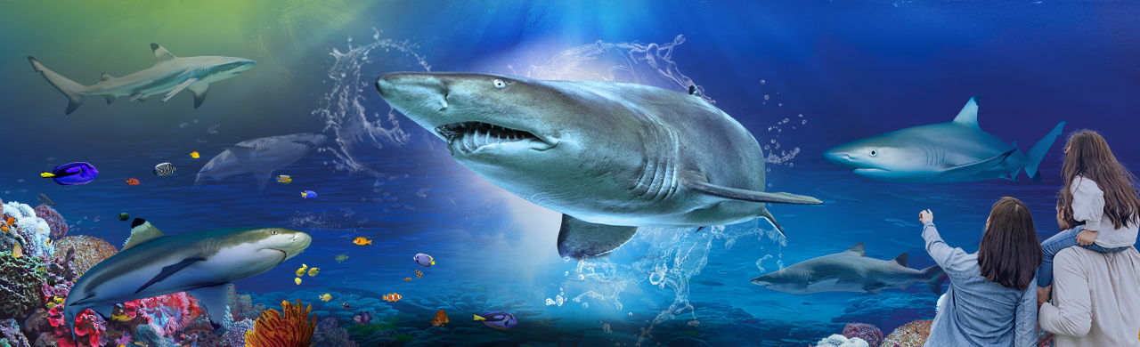 Summer of Sharks at SEA LIFE Sunshine Coast
