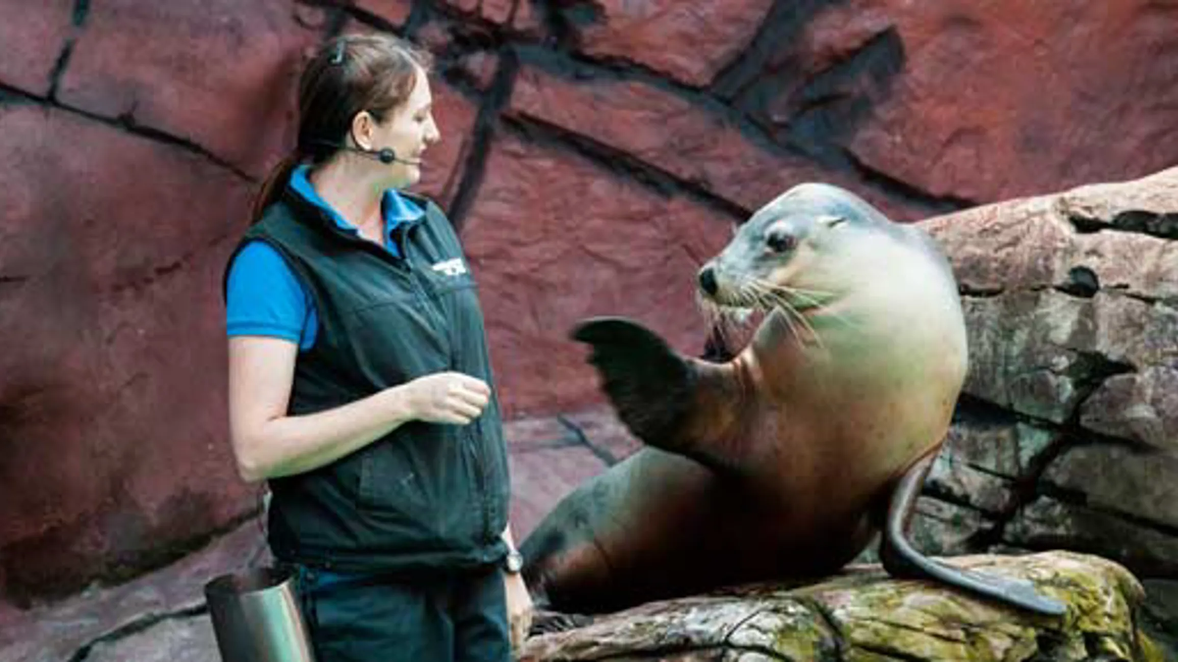 Seal Presentation| SEA LIFE Sunshine Coast
