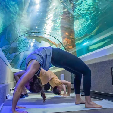 Yoga under the Sea at SEA LIFE Sunshine Coast