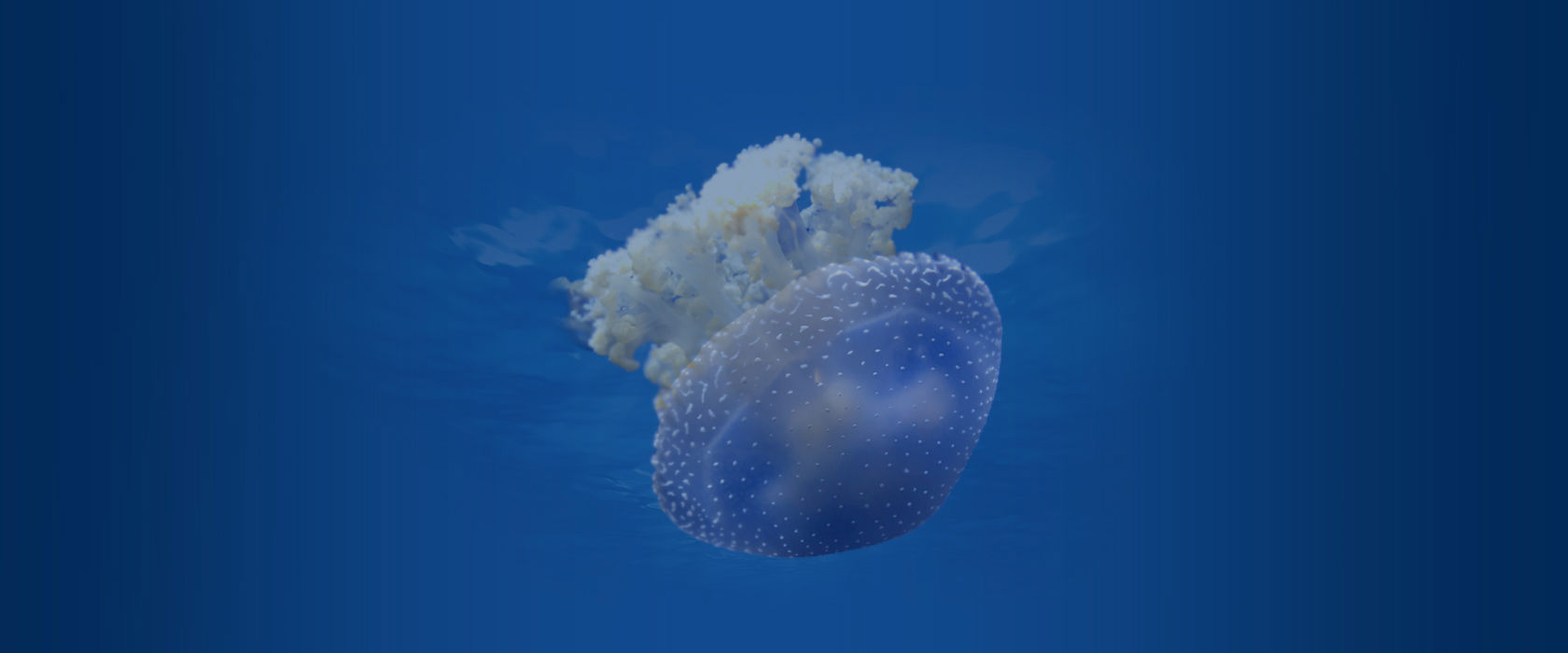 SEA LIFE Discount Tickets & Deals - SEA LIFE Sunshine Coast