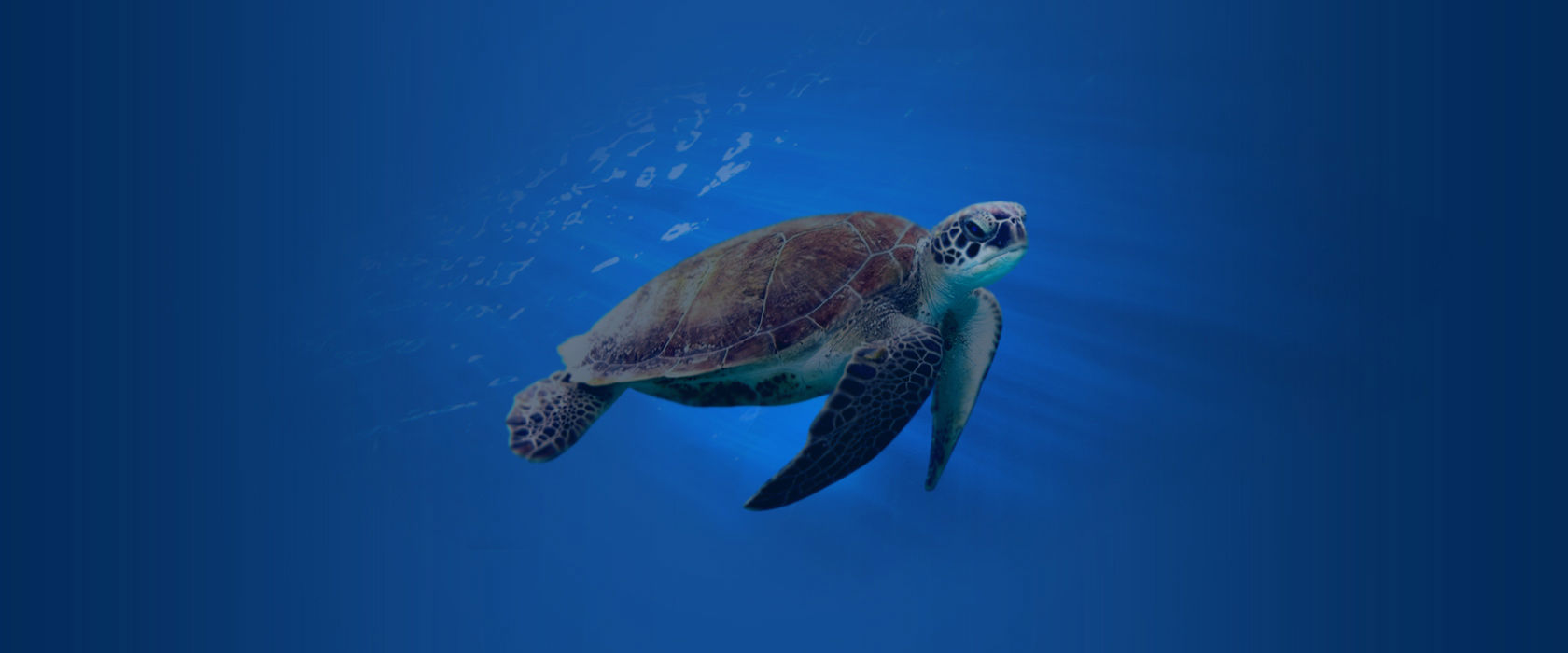 Behind the Scenes - SEA LIFE Sunshine Coast