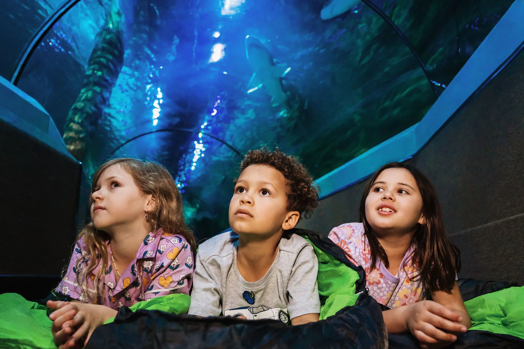 Sleepovers at SEA LIFE Sunshine Coast.