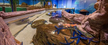 The Best Kid-Friendly rockpools for Kids in Sunshine Coast.
