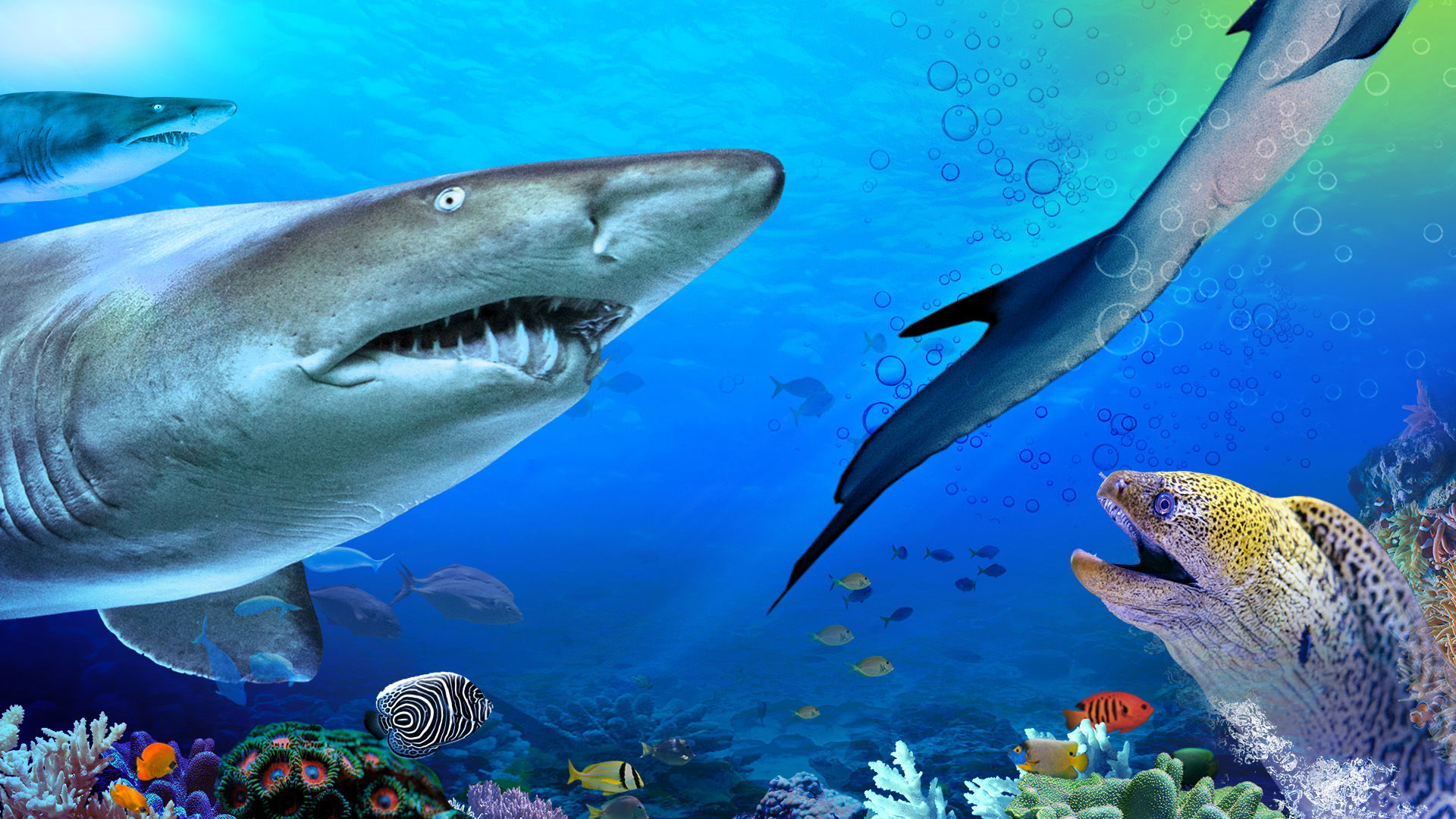 Teeth & Tails | SEA LIFE Sydney Aquarium