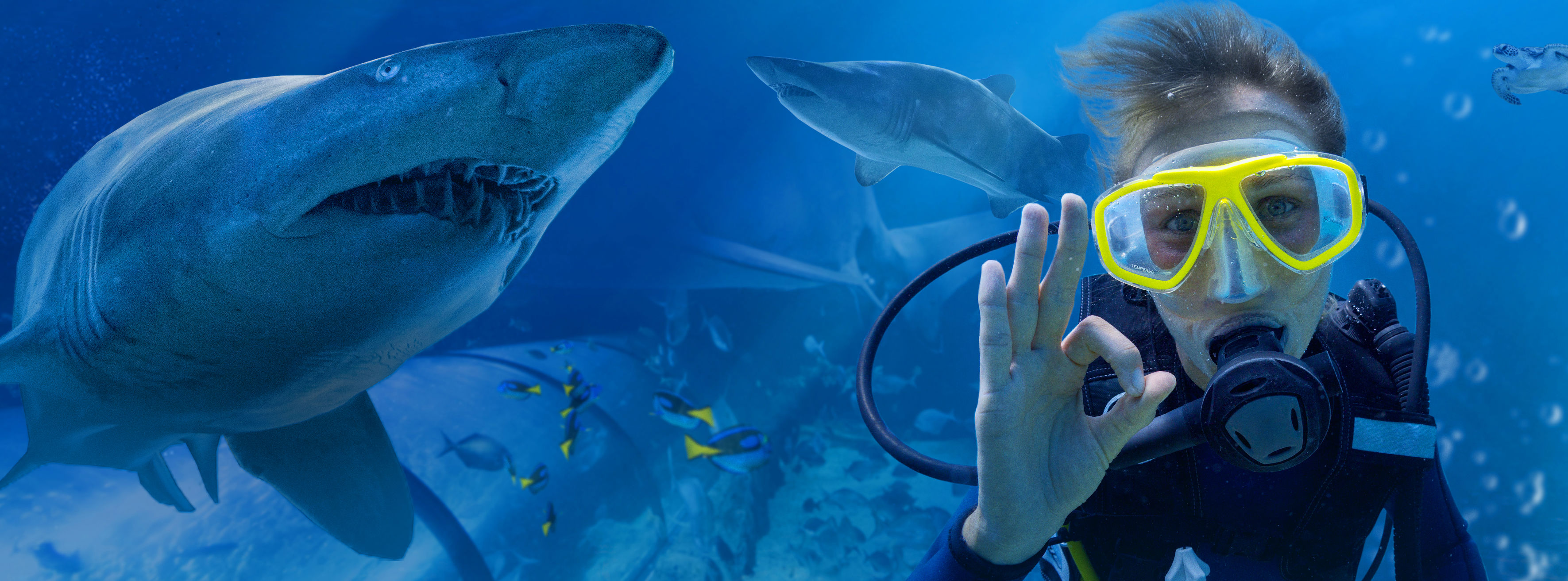 Shark Dive Xtreme Gift Voucher Time Slot | SEA LIFE Sydney Aquarium