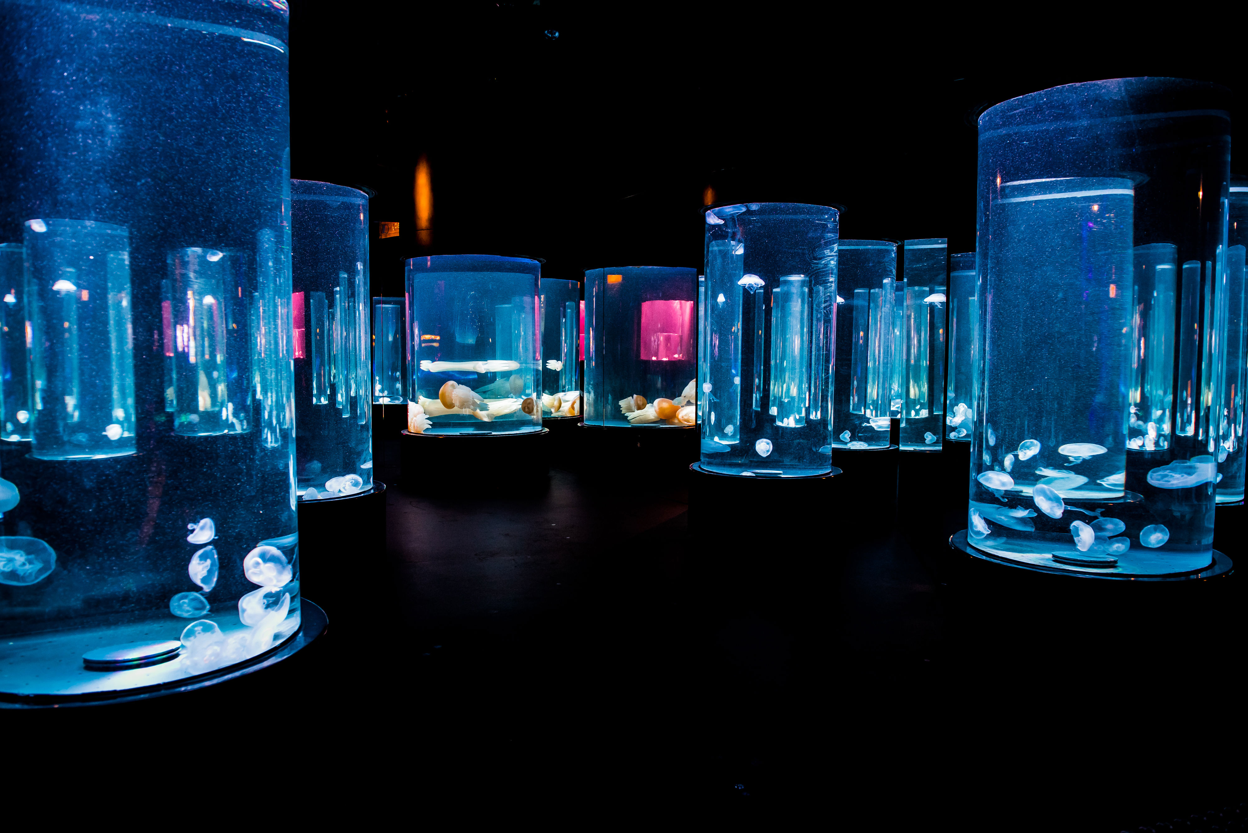 This year, see Life in Another Light during VIVID at SEA LIFE Sydney!