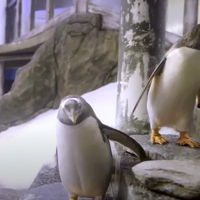 Sphen and Magic | SEA LIFE Sydney Aquarium